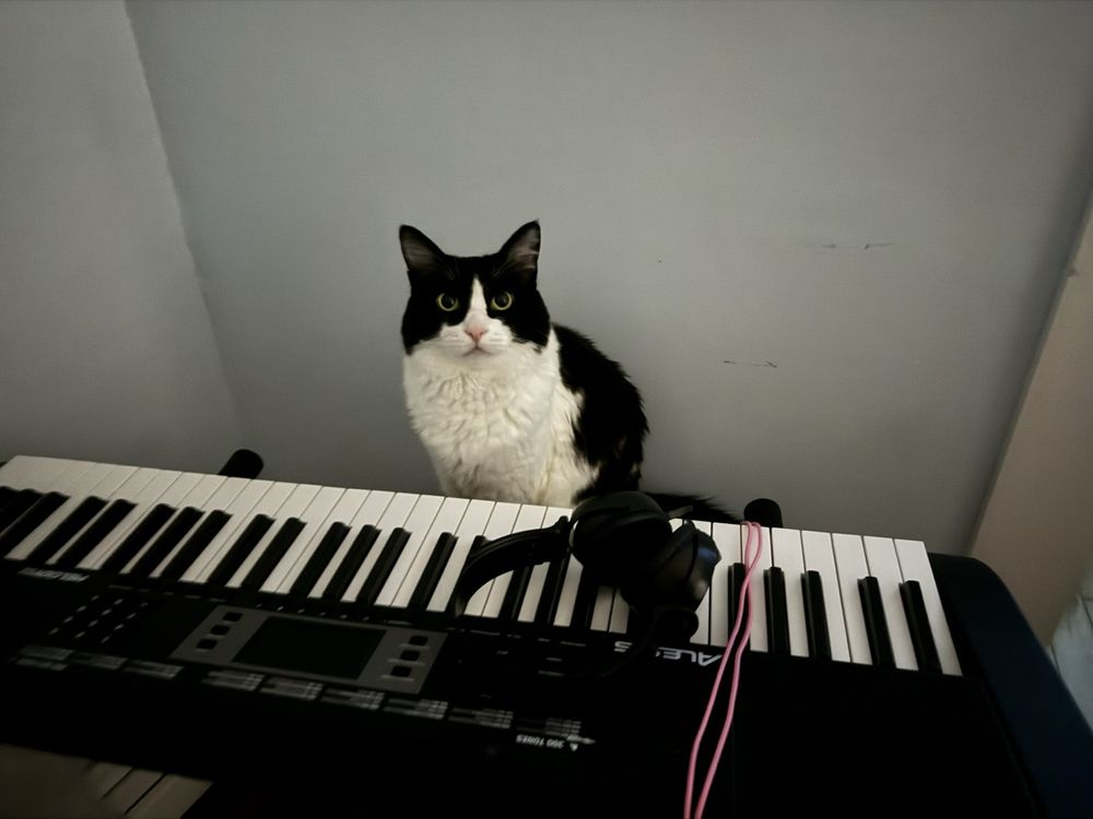 THE CAT CONNECTION - Updated December 2025 - 28 Photos & 13 Reviews ...