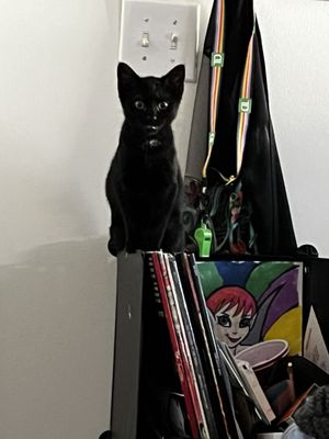 CMPD ANIMAL CARE AND CONTROL - Updated January 2026 - 34 Photos & 32 ...