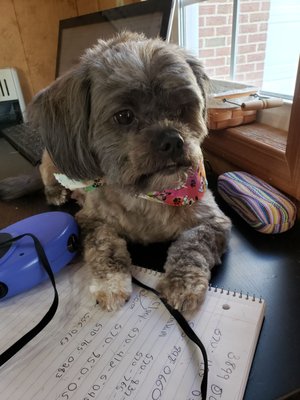 HAPPY TAILS GROOMING - Request an Appointment - 11 Photos - 901 E ...