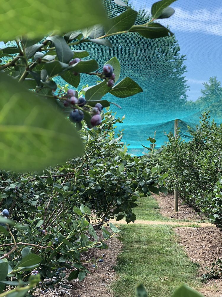 ONCE IN A BLUE MOON FARM - Updated September 2025 - 3984 E Social Row ...