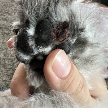 VIP DOG GROOMING - Updated June 2024 - 882 Photos & 647 Reviews - 6901 ...