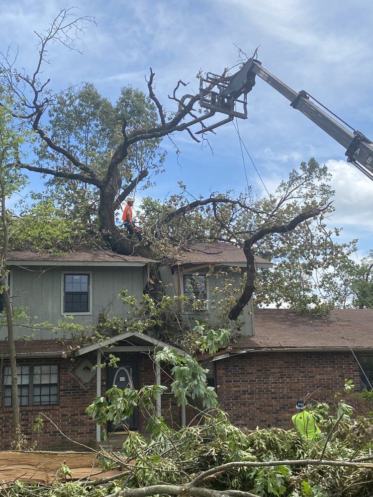 TOP CHOICE TREE SERVICE - Updated July 2025 - Request Consultation ...