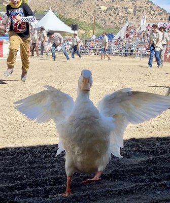 INTERNATIONAL CAMEL & OSTRICH RACES - Updated September 2025 - 28 ...