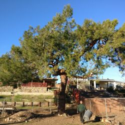 ALL ACCESS TREE CARE - 148 Photos & 190 Reviews - Tree Services - 289 ...