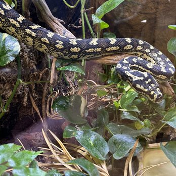 ANIMAL WORLD & SNAKE FARM - 724 Photos & 279 Reviews - 5640 Ih 35 S ...