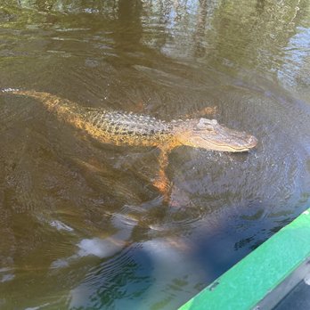 GULF COAST GATOR RANCH & TOURS - Updated December 2025 - 241 Photos ...