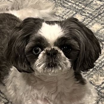 PERFECT PETS - Updated January 2026 - 68 Photos & 103 Reviews - 6840 S ...