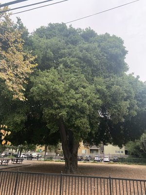 SAN JOSE THEODORE LENZEN PARK - Updated October 2025 - 50 Photos & 15 ...