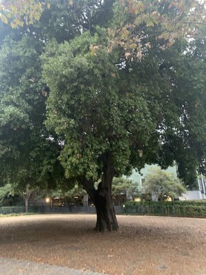SAN JOSE THEODORE LENZEN PARK - Updated October 2025 - 50 Photos & 15 ...