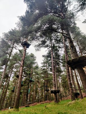 ZIPIT FOREST ADVENTURE - Updated January 2025 - Tibradden, Tibradden ...