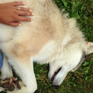 KISMA PRESERVE - 14 Photos & 15 Reviews - Zoos - 446 Bar Harbor Rd ...