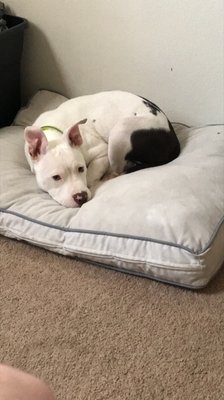 ROICE-HURST HUMANE SOCIETY - Updated August 2025 - 362 28th Rd, Grand ...