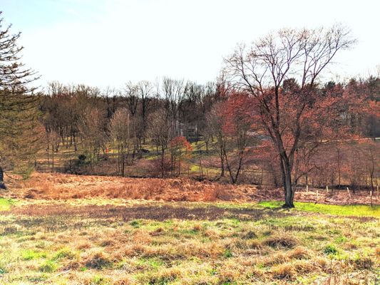 BINKY LEE PRESERVE - NATURAL LANDS - 40 Photos - 1445 Pikeland Rd ...