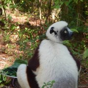 DUKE UNIVERSITY LEMUR CENTER - 169 Photos & 68 Reviews - Zoos - 3705 ...