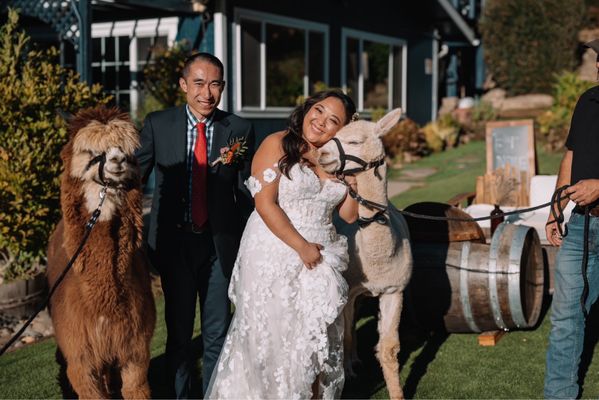 THE DINGLE FAMILY FARM AND STABLES - Updated November 2025 - 555 Photos ...