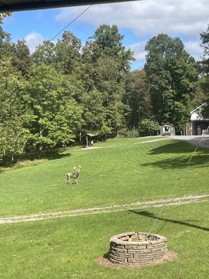 BIG COVE WHITETAILS - Updated October 2025 - 5313 Big Cove Tannery Rd ...