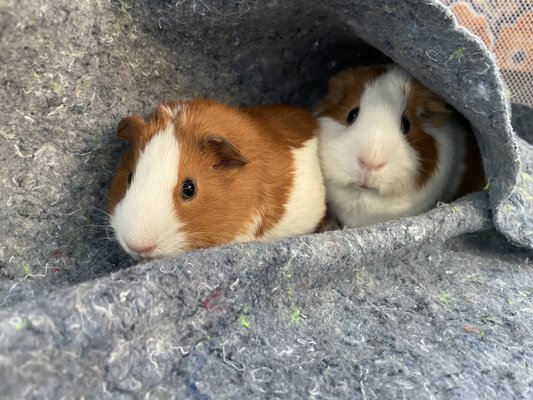 SOUTHERN CALIFORNIA GUINEA PIG RESCUE - Updated July 2025 - 20 Photos ...