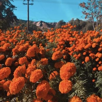 SANCHEZ PRODUCE - Updated November 2024 - 46 Photos & 16 Reviews ...