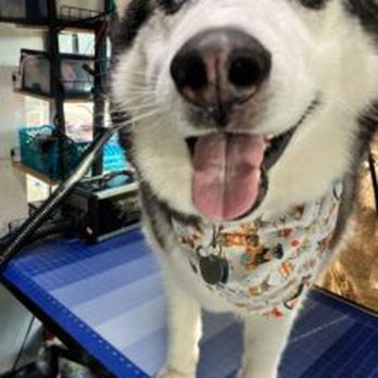 PAWGO - 81 Photos & 126 Reviews - 46 W Hatcher Rd, Phoenix, Arizona ...