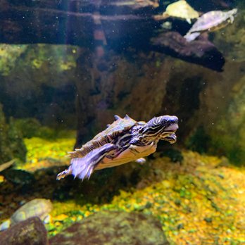 MISSISSIPPI MUSEUM OF NATURAL SCIENCE - Updated December 2025 - 229 ...