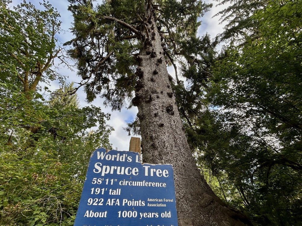 WORLDS LARGEST SPRUCE TREE - Updated October 2025 - 75 Photos & 24 ...