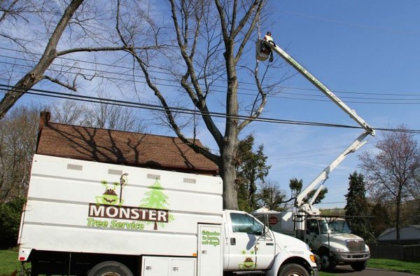 MONSTER TREE SERVICE OF SOUTHWEST DENVER - Updated December 2024 - 30 ...