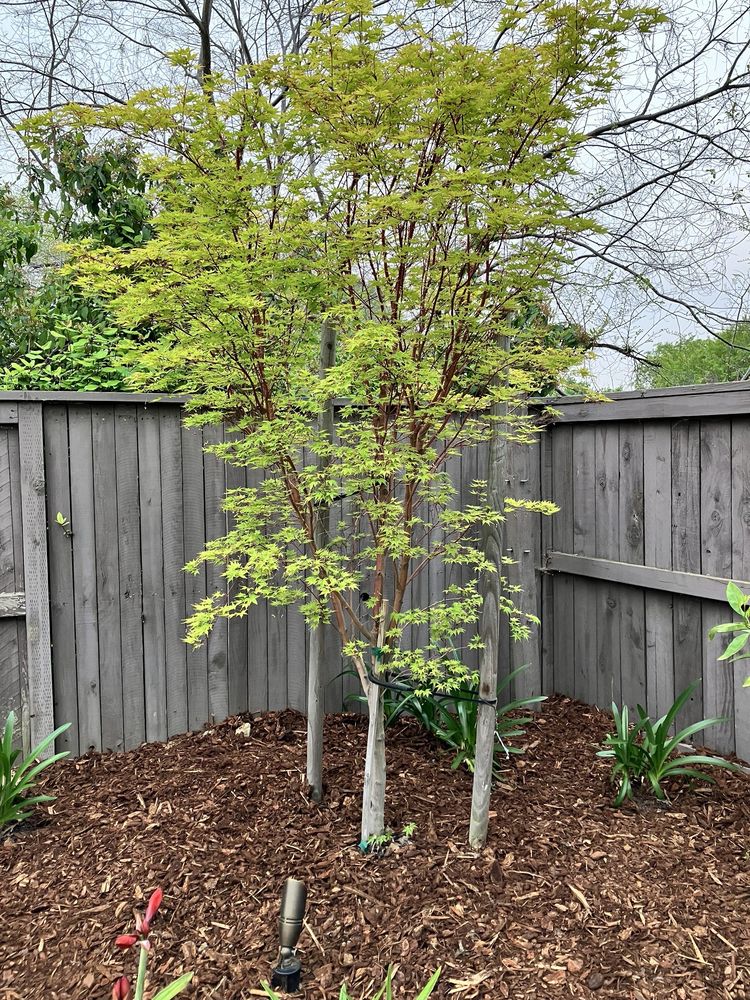 BP TREE SERVICES - Updated April 2025 - 97 Photos & 156 Reviews - 2377 ...