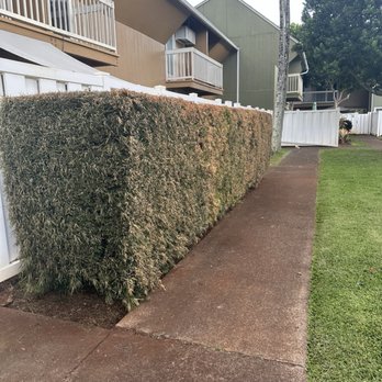 PEST TECH HAWAII - Updated June 2025 - 84 Photos & 120 Reviews - 2007A ...