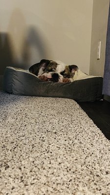 SUNSET CLIFFS ANIMAL HOSPITAL - 71 Photos & 284 Reviews - 4862 Santa ...