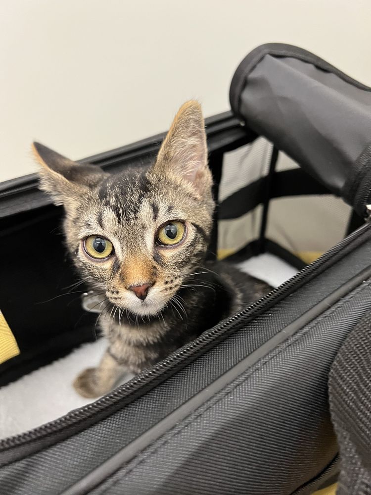 DIRTY LITTLE PAWS RESCUE - Updated September 2025 - 61 Photos & 41 ...