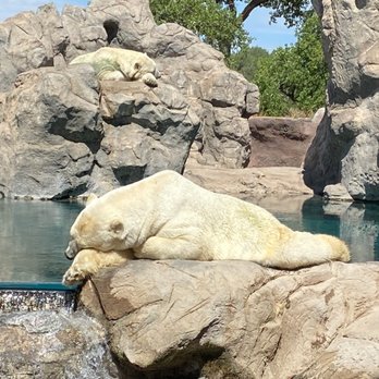 ABQ BIOPARK ZOO - Updated April 2025 - 884 Photos & 271 Reviews - 903 ...