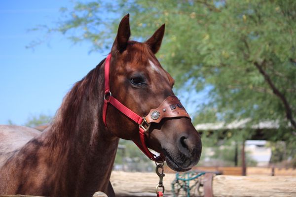 TRAK - THERAPEUTIC RANCH FOR ANIMALS AND KIDS - Updated December 2025 ...