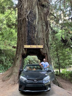 TOUR THRU TREE - Updated November 2024 - 90 Photos & 53 Reviews - 430 ...