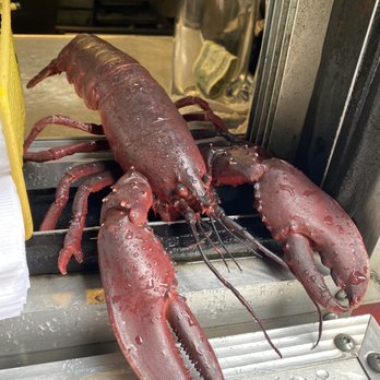 LONGSHOT LOBSTA - Updated July 2025 - 37 Photos & 50 Reviews ...