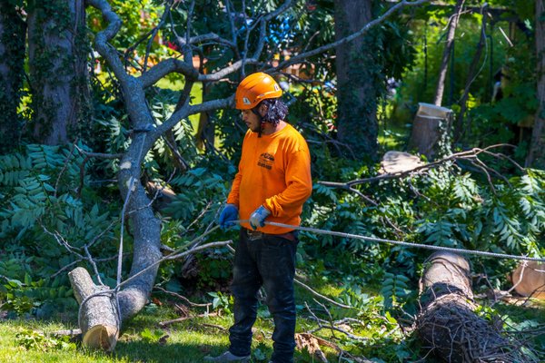 K&J TREE SERVICE - Updated July 2025 - 61 Photos & 35 Reviews - 2 ...