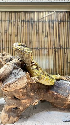 EAST BAY VIVARIUM - Updated May 2025 - 649 Photos & 606 Reviews - 1827 ...