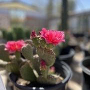 CACTUS MART - 303 Photos & 142 Reviews - 49889 29 Palms Hwy, Morongo ...