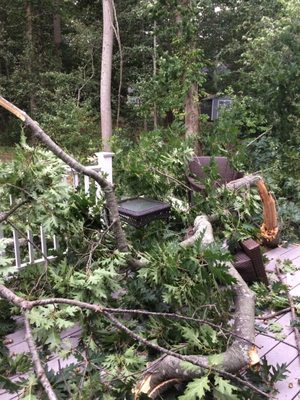 NORTH EASTERN TREE SERVICE - Updated December 2025 - 29 Photos & 104 ...