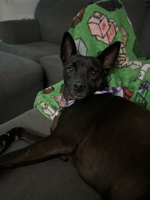 TRENDY PAWS MOBILE DOG GROOMING - Updated August 2025 - San Antonio ...