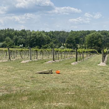 MOUNTAIN VIEW VINEYARD, WINERY, BREWERY & DISTILLERY - 552 Photos & 281 ...