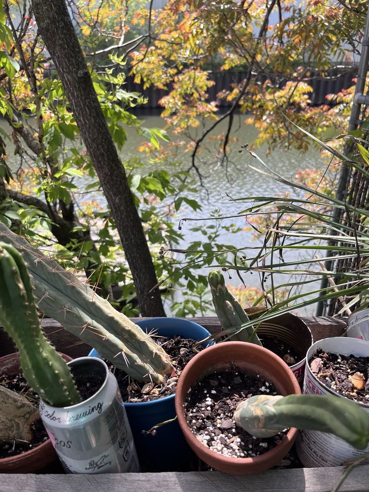 OFF COLOR BREWING - MOUSETRAP - Updated October 2025 - 347 Photos & 220 ...