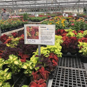 MARYLAND FLOWER & FOLIAGE COMPANY - Updated December 2025 - 13 Photos ...