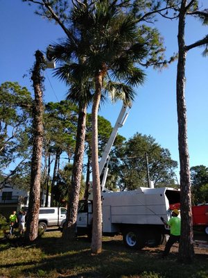 VETERAN TREE SERVICE - Updated January 2026 - 38 Photos & 25 Reviews ...