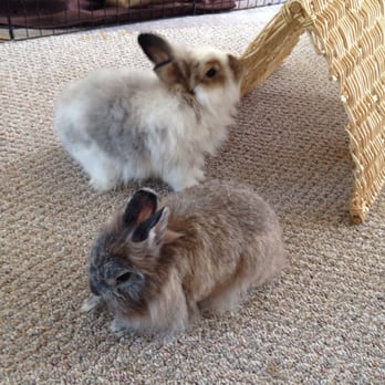 BRAMBLEY HEDGE RABBIT RESCUE - Updated December 2025 - 20 Photos & 15 ...