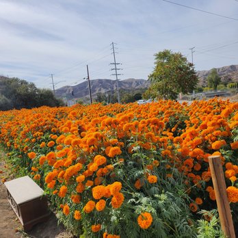 SANCHEZ PRODUCE - Updated November 2024 - 46 Photos & 15 Reviews ...