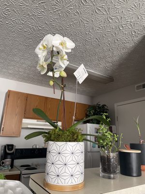 FLOWERAMA - Updated December 2025 - 46 Photos & 75 Reviews - 1600 Morse ...