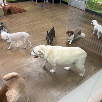 PETSMART - Updated May 2025 - 213 Photos & 209 Reviews - 21848 Valley ...