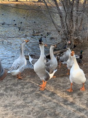 HESPERIA LAKE PARK & CAMPGROUND - 131 Photos & 61 Reviews - 7500 ...