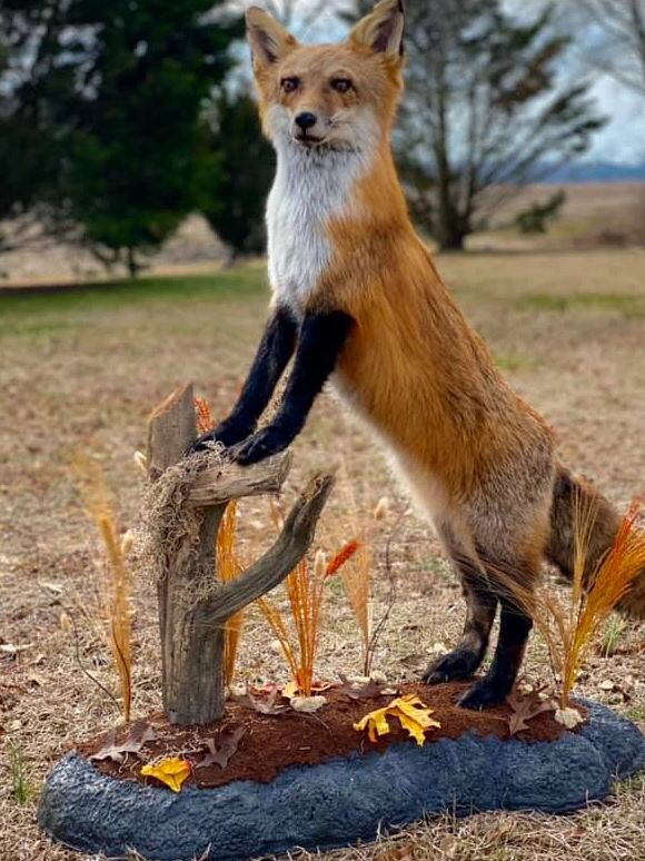 PARKER’S TAXIDERMY - Request Information - 12 Photos - 36605 Pear Tree Rd, Millsboro, Delaware ...