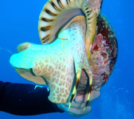 SEA MONKEY SCUBA TOURS - Updated July 2025 - Koloa, Hawaii - Scuba ...